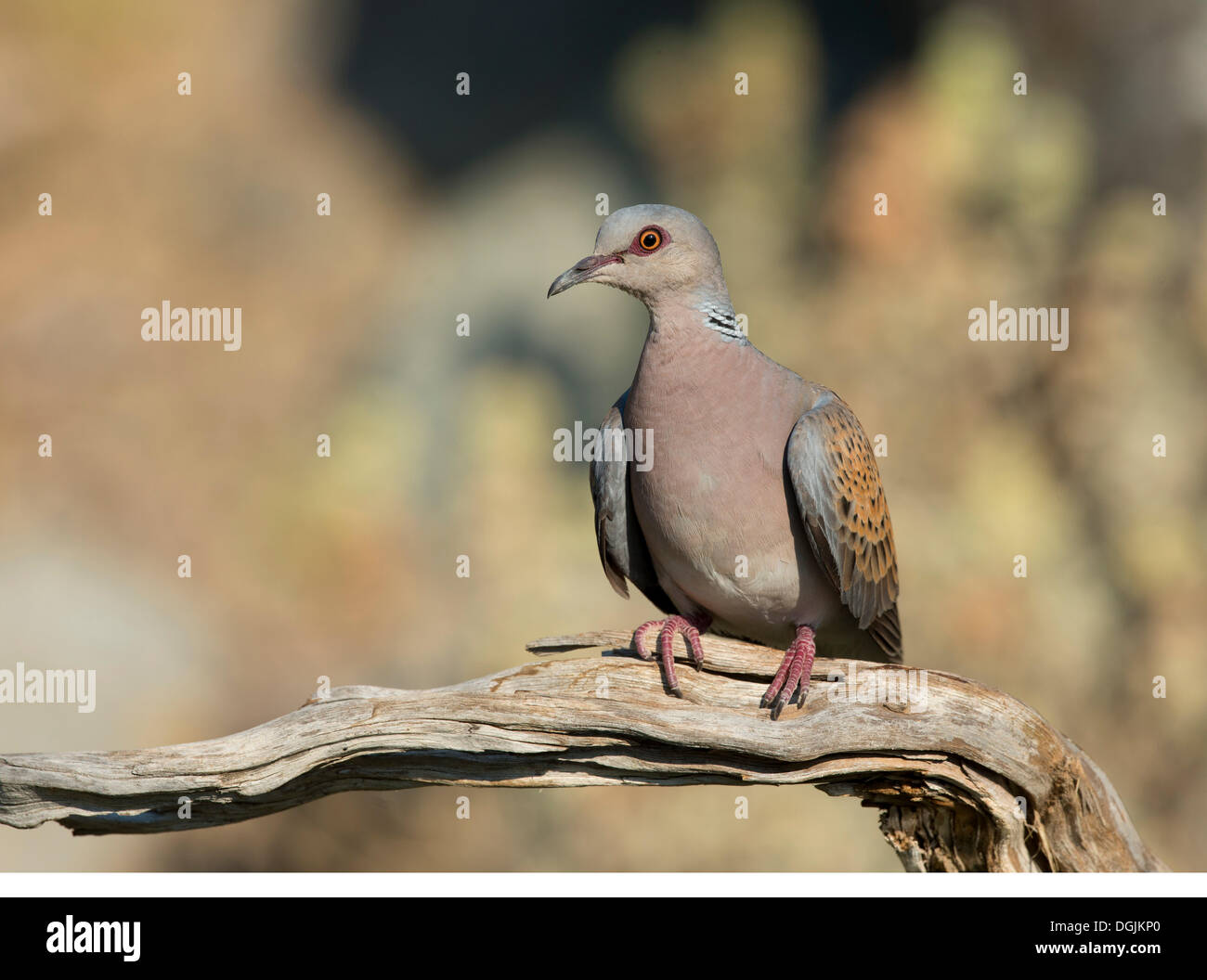 Streptopelia turtur turtur hi-res stock photography and images - Alamy
