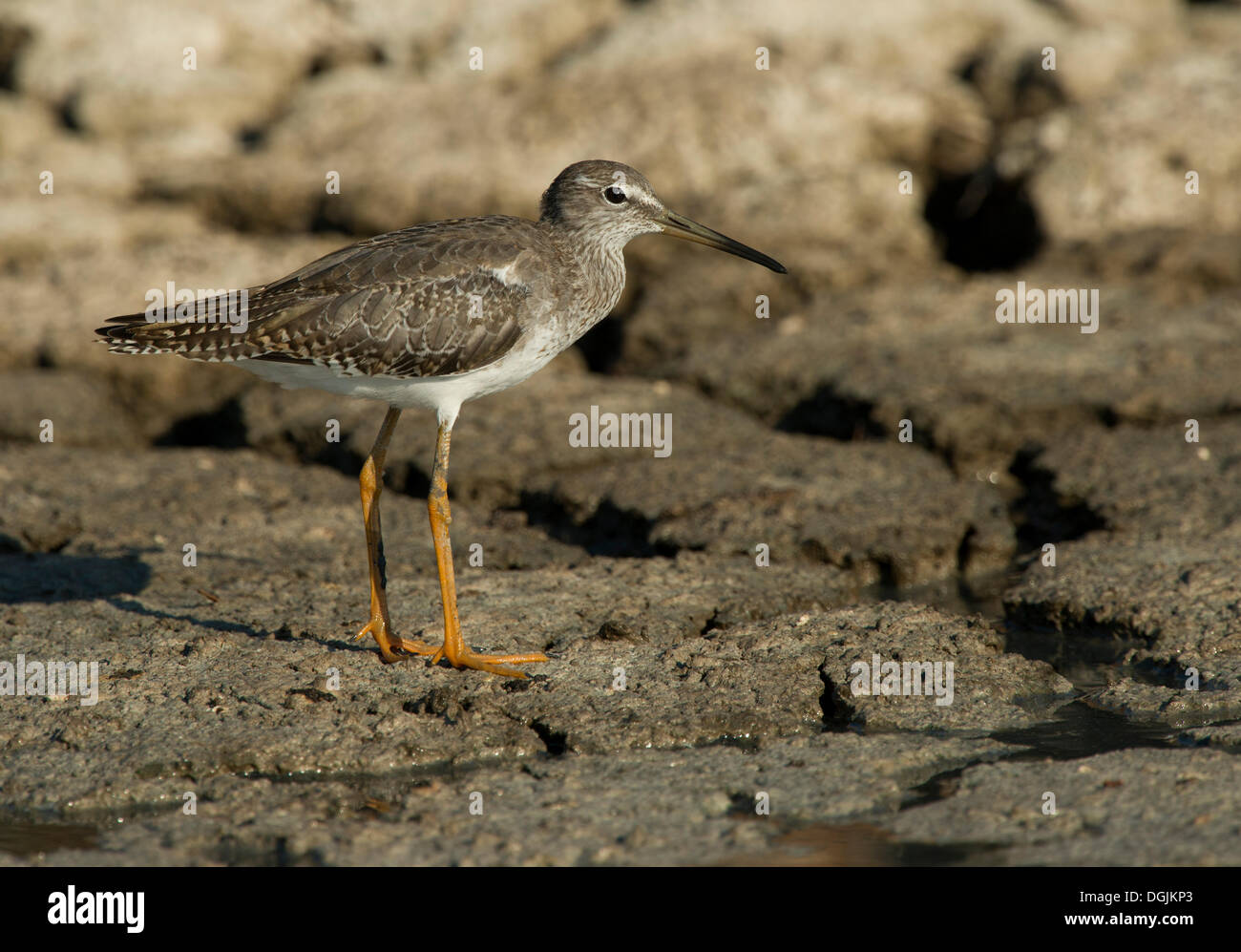 Spotted Redshank (Tringa erythropus), Greece, Europe Stock Photo - Alamy