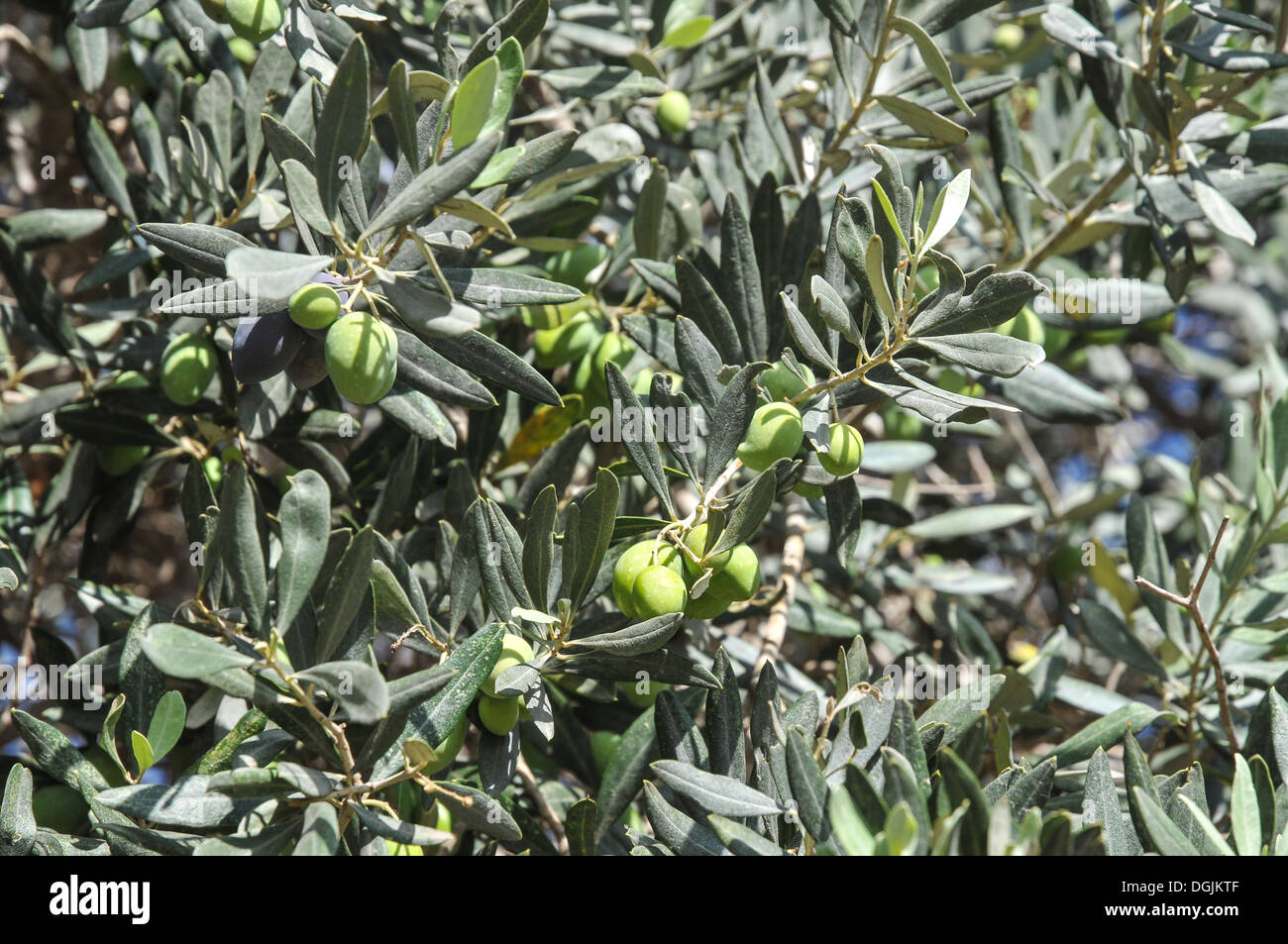 Ripe olives on an Olive Tree Stock Photo - Alamy
