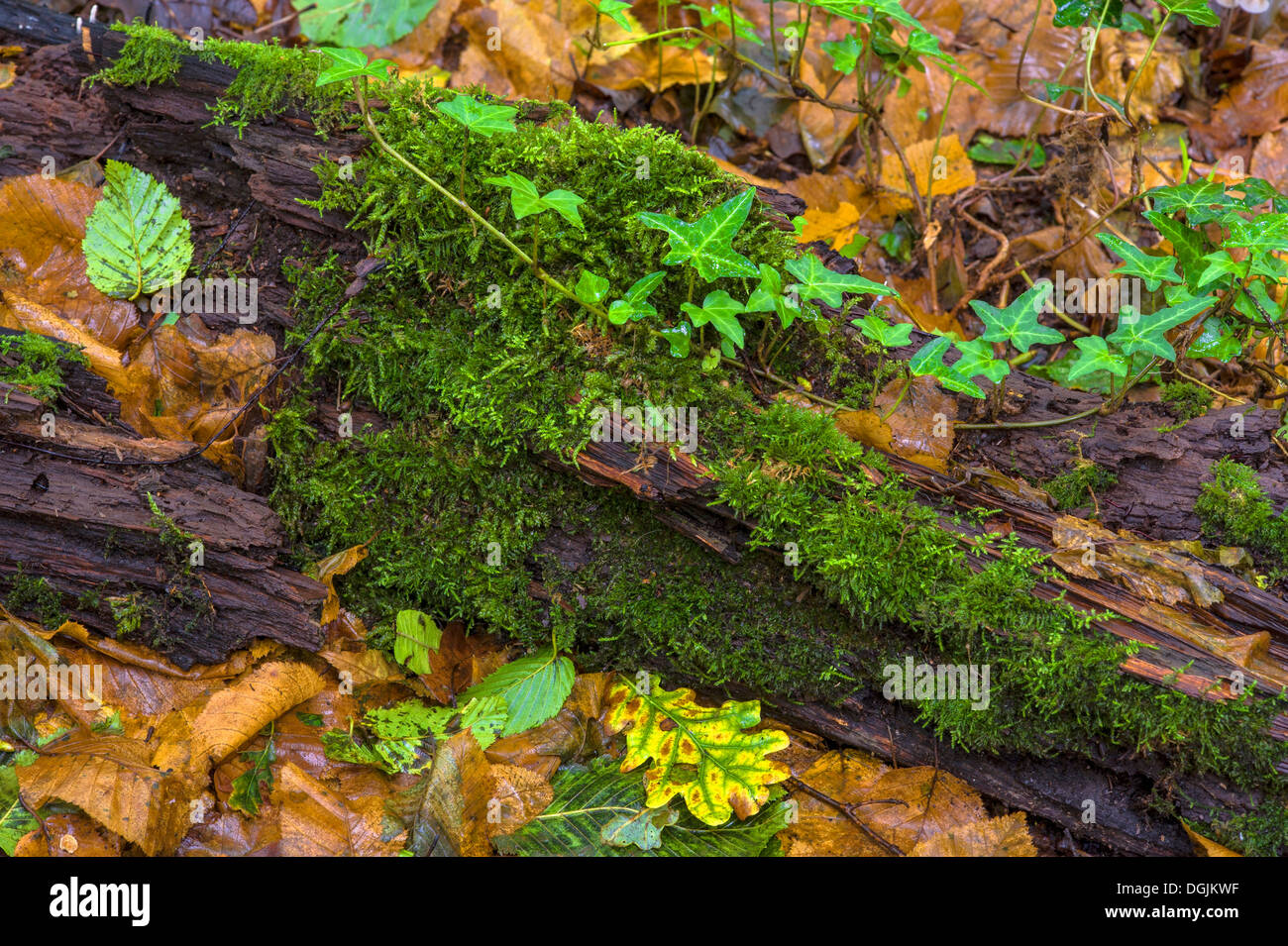 A rotting tree branch on a woodland floor. Autumn season Stock Photo ...
