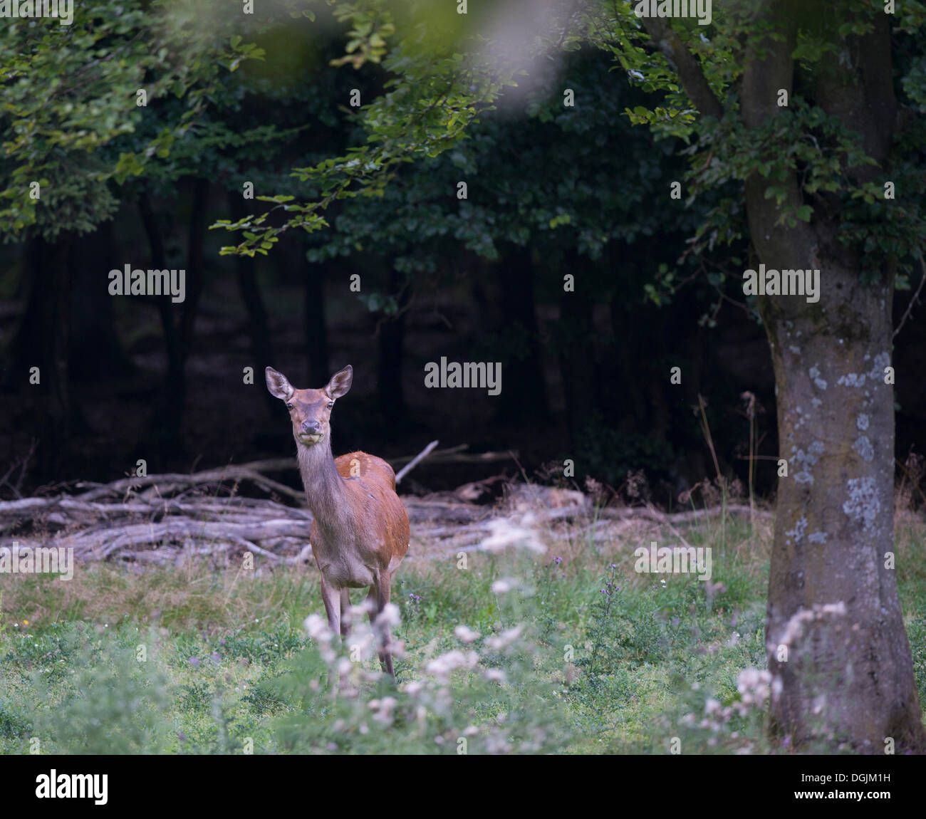 Red Deer (Cervus elaphus), mature animal Stock Photo - Alamy