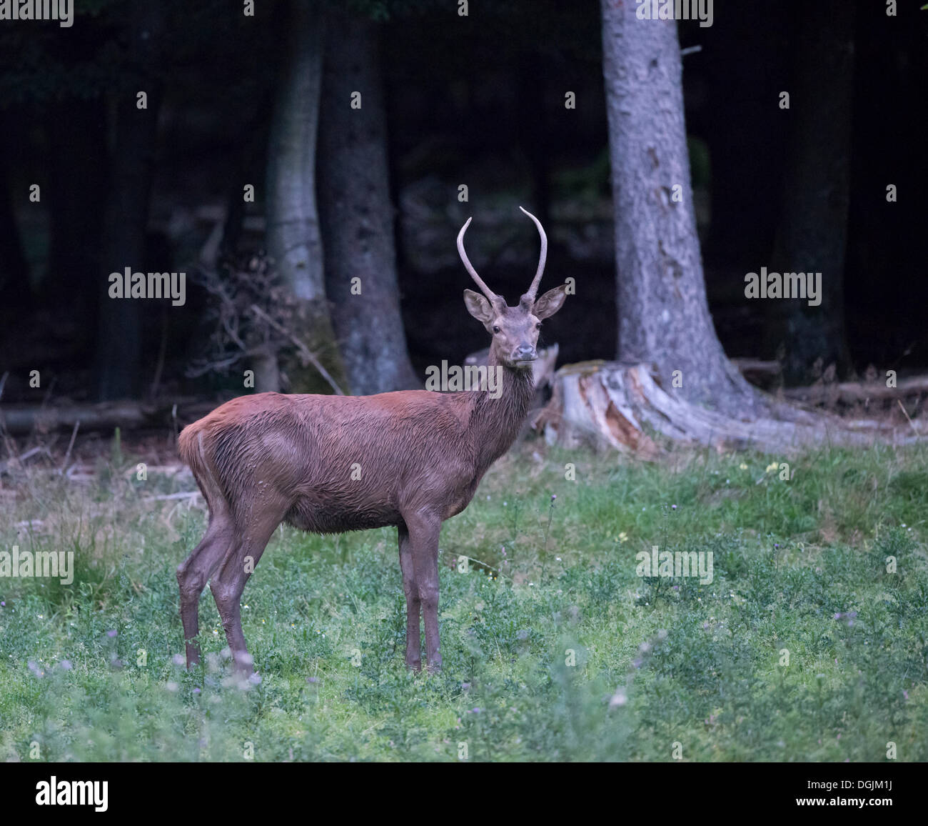 Mature Animal Stock Photos & Mature Animal Stock Images - Alamy