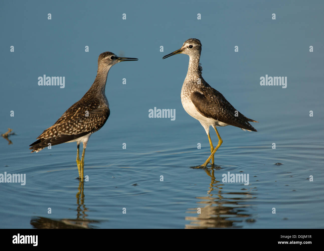 Wood Sandpipers (Tringa glareola Stock Photo - Alamy