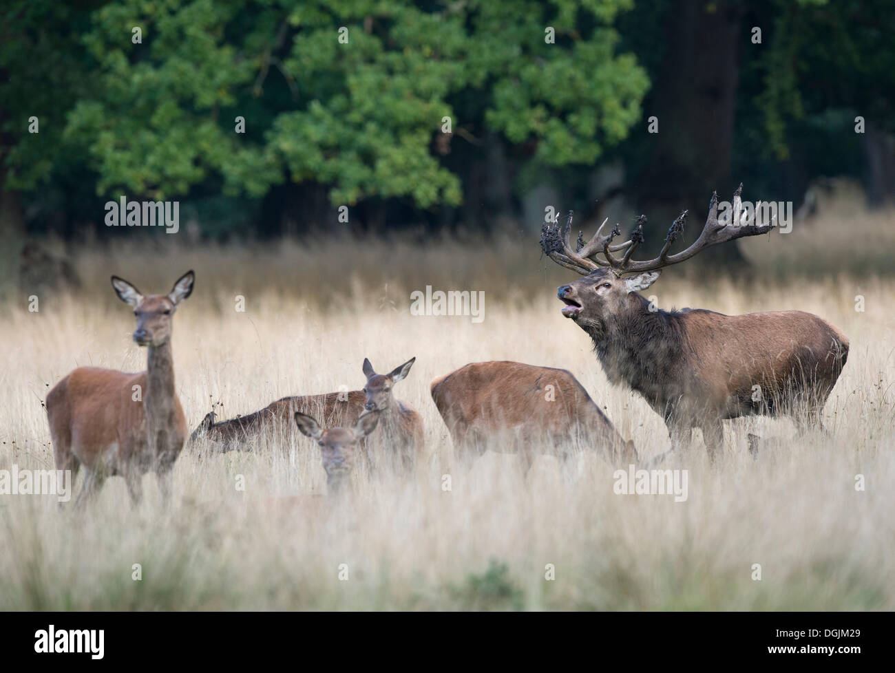 Red deer (Cervus elaphus), Denmark, Europe Stock Photo - Alamy
