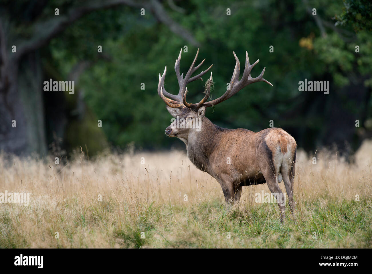 Red deer (Cervus elaphus), stag, Denmark, Europe Stock Photo - Alamy