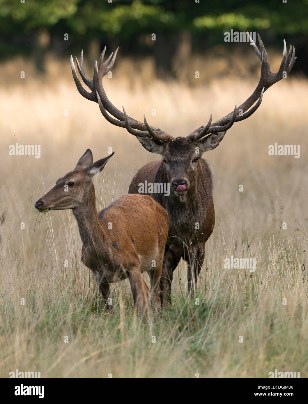 Stag and hind hi-res stock photography and images - Alamy