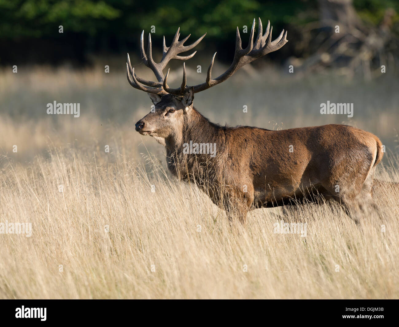 Red deer (Cervus elaphus), stag, Denmark, Europe Stock Photo - Alamy