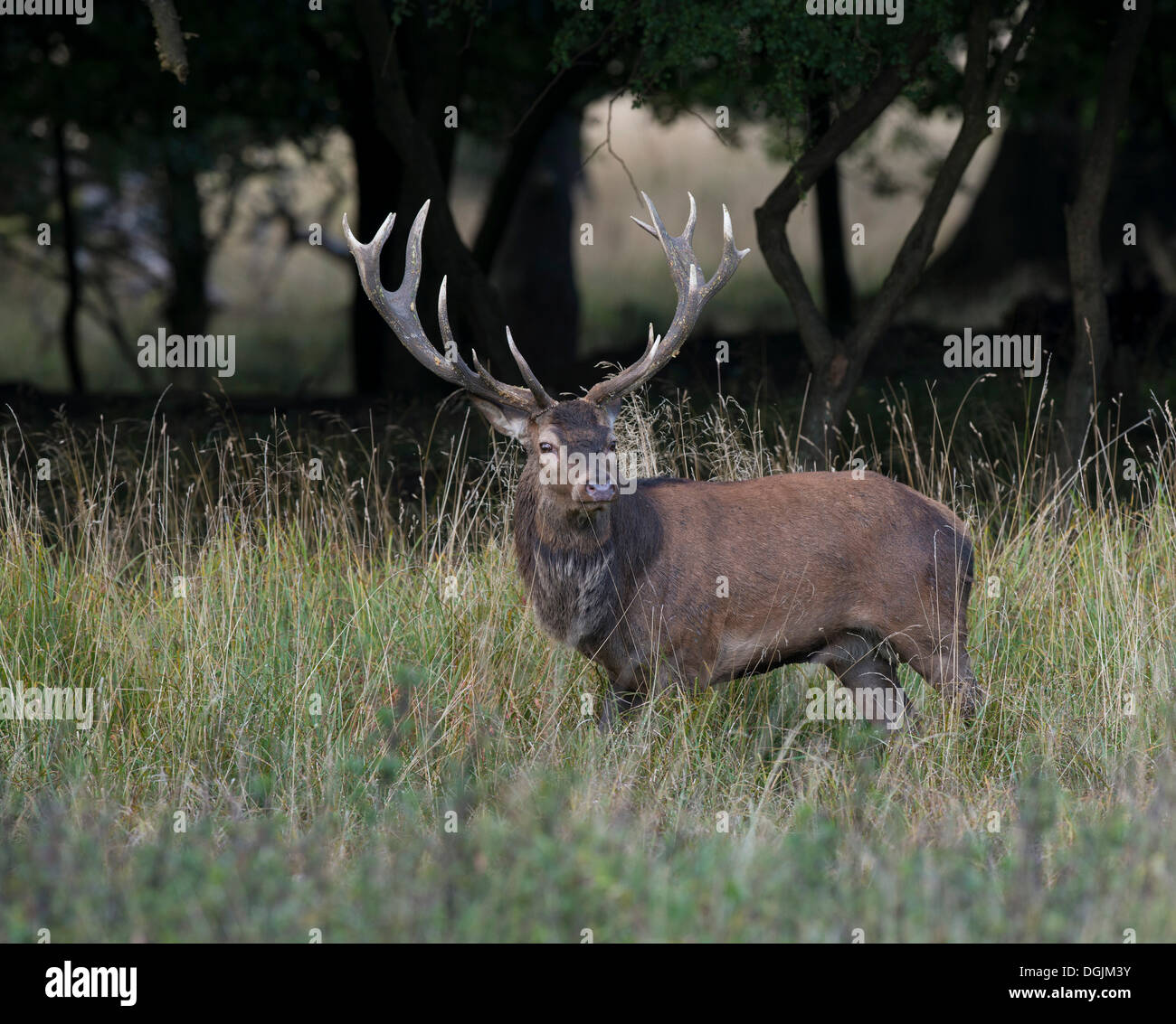 Red deer (Cervus elaphus), stag, Denmark, Europe Stock Photo - Alamy
