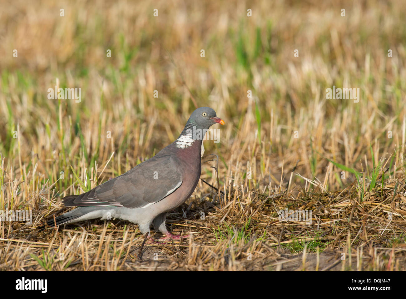 Dutch pigeon hi-res stock photography and images - Alamy