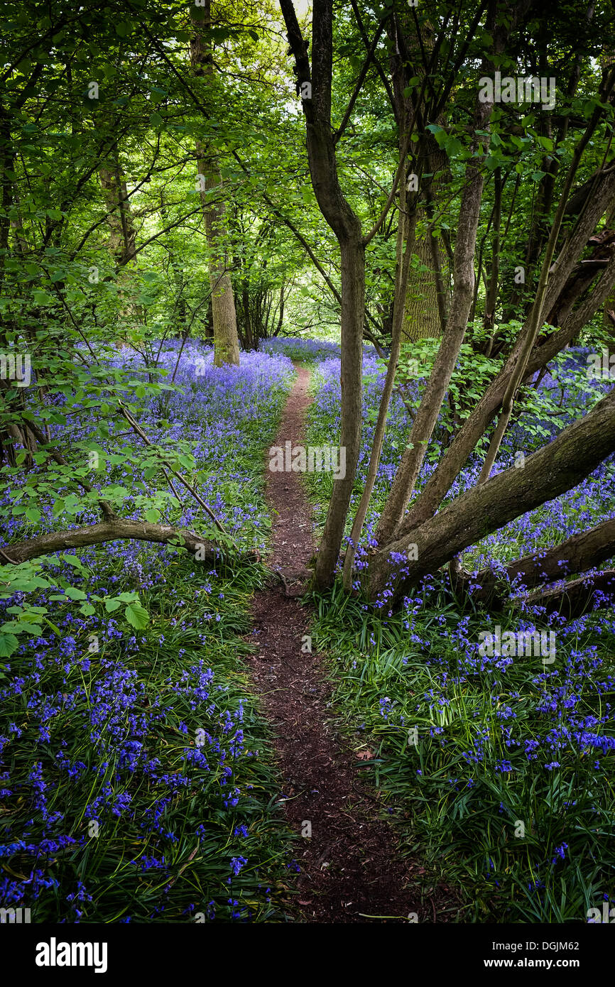 Bluebells hi-res stock photography and images - Alamy