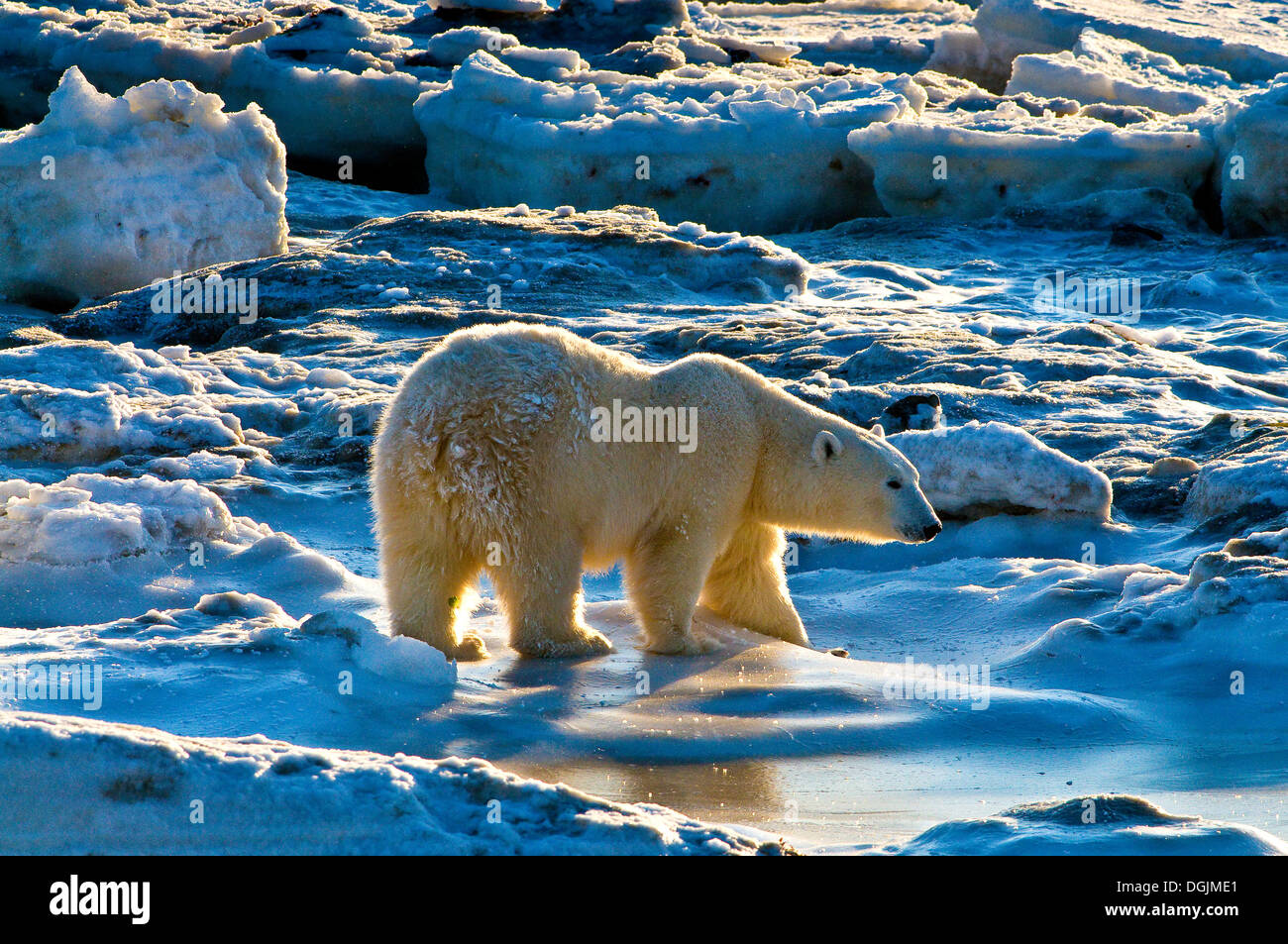 Polar Bear (Ursa maritimus) on sub-arctic Hudson Bay ice and snow ...