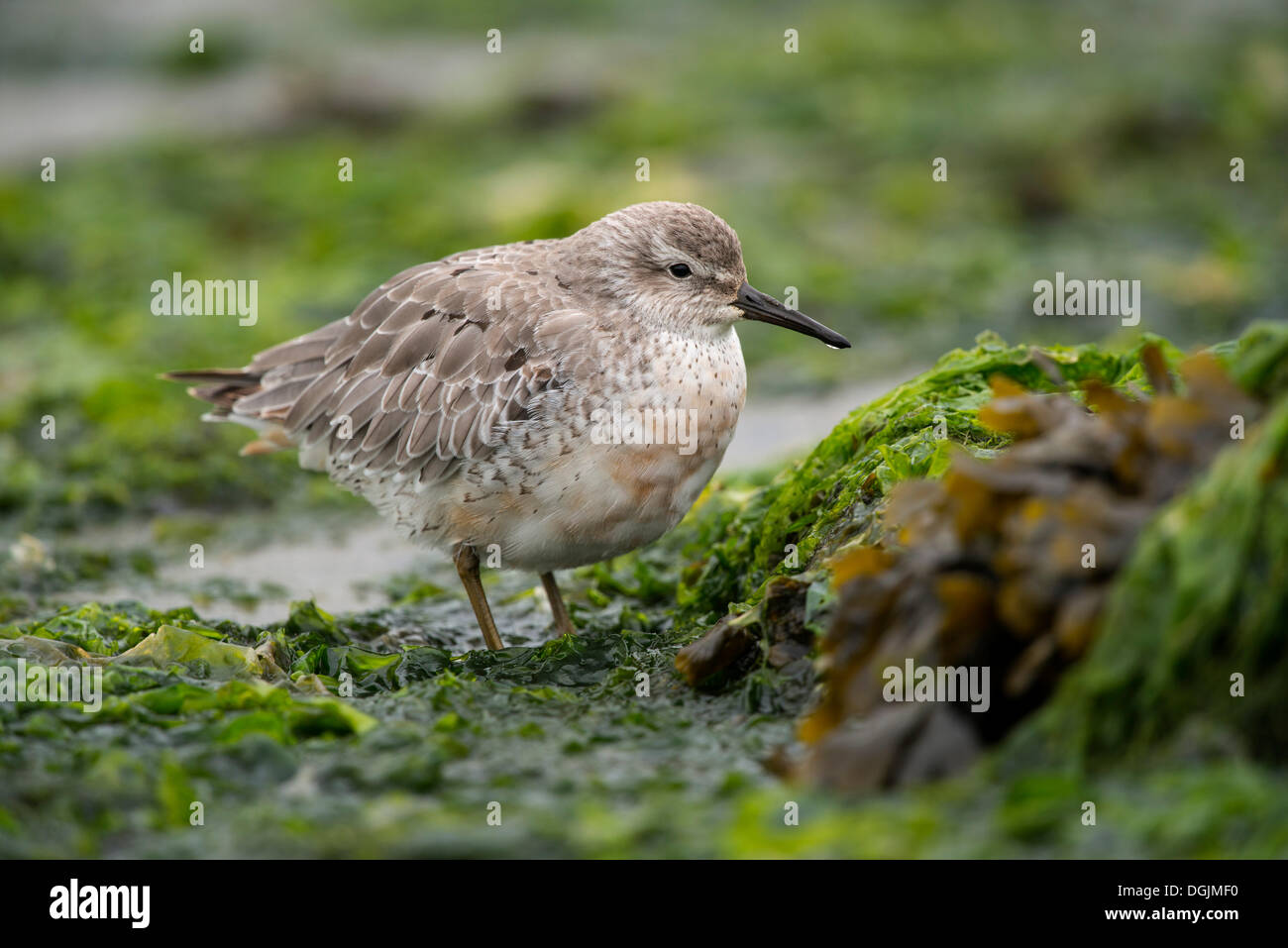 Red knot hi-res stock photography and images - Alamy