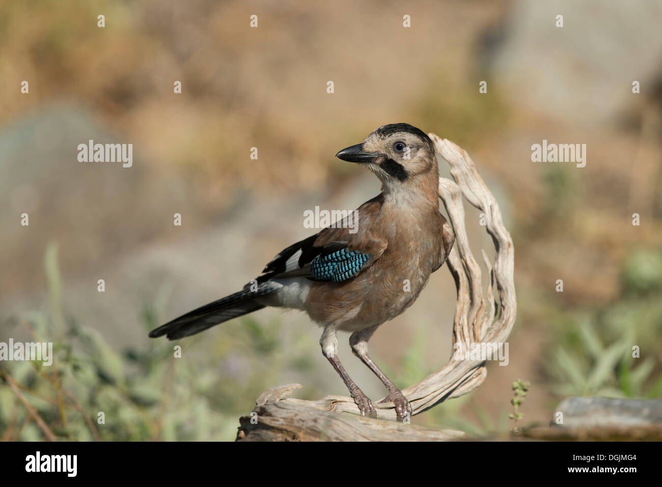 Eurasian Jay (Garrulus glandarius leucotis), subspecies with a black ...