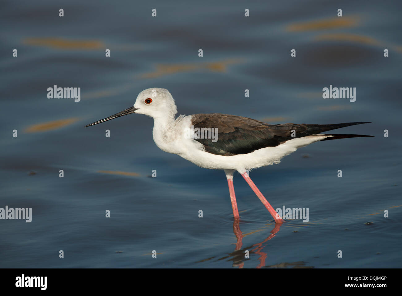 Black-winged Stilt, Common Stilt, or Pied Stilt (Himantopus himantopus ...