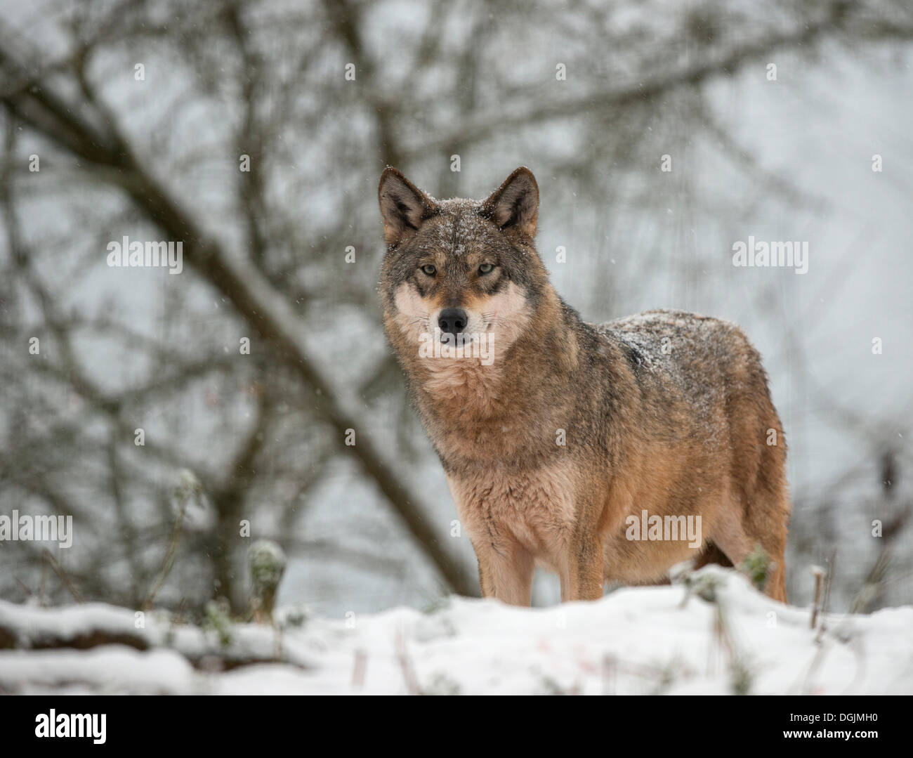 Wolves snow hi-res stock photography and images - Alamy