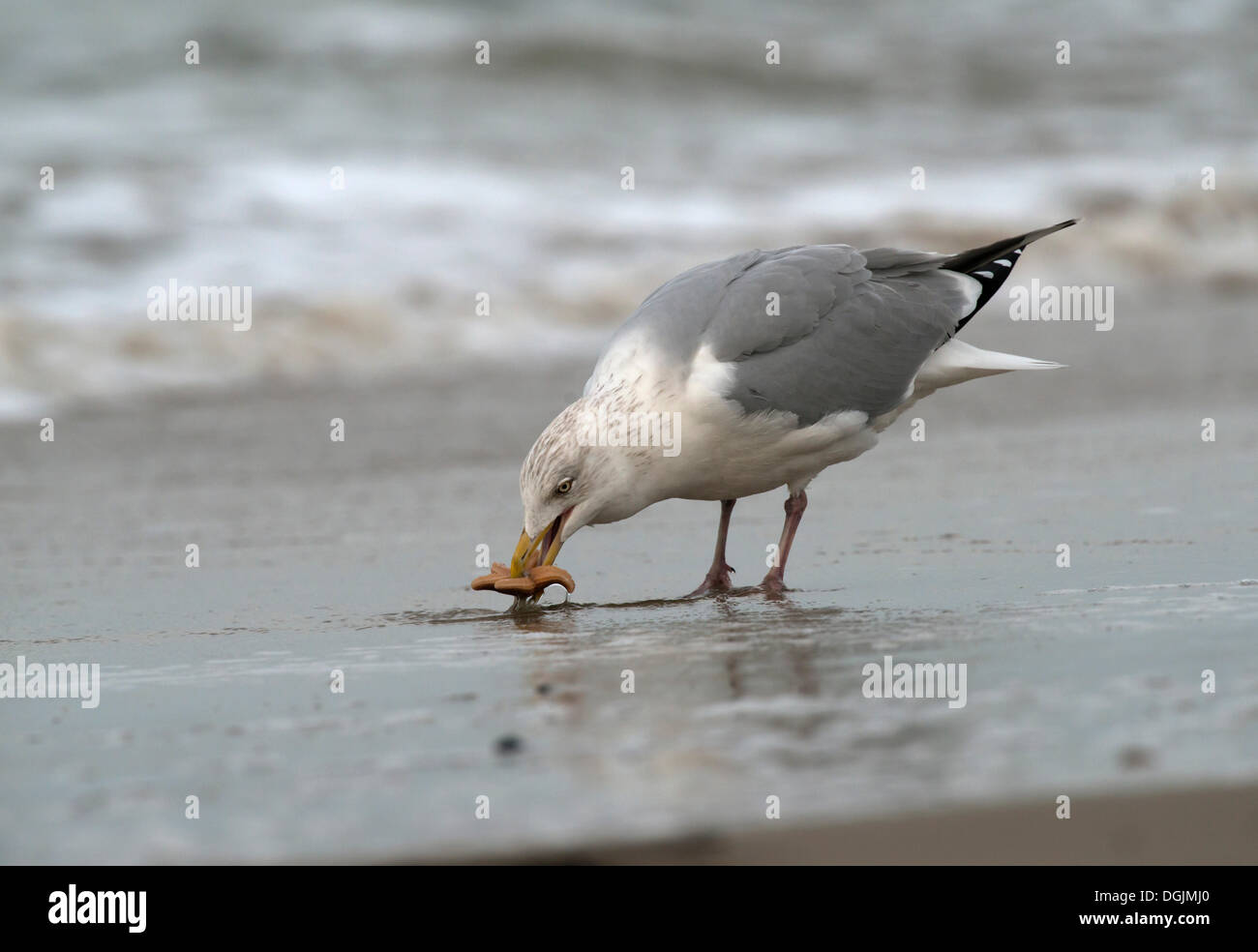 Herring gull (Larus argentatus), Texel, The Netherlands Stock Photo - Alamy