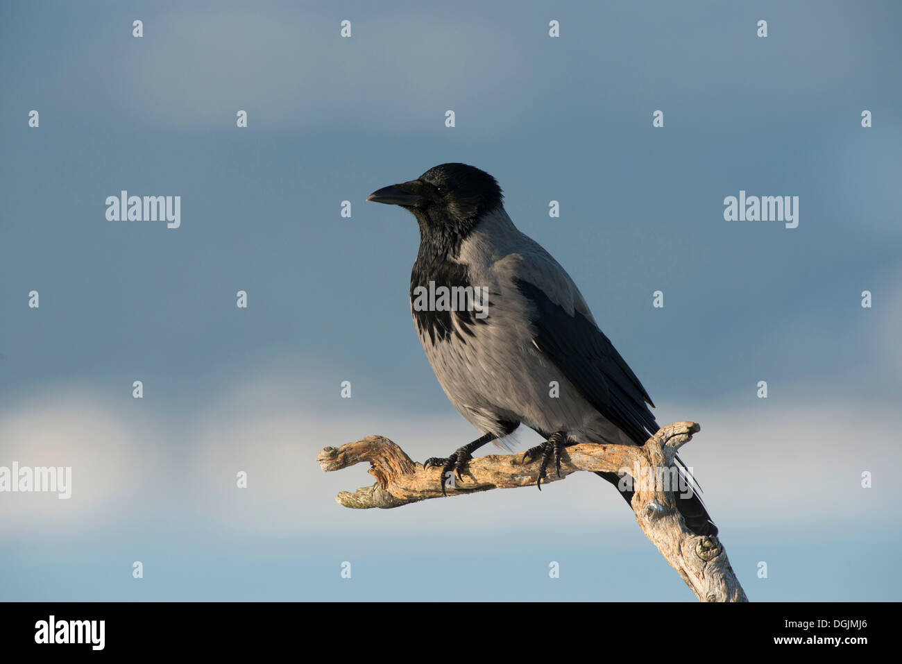 Hooded Crow (Corvus corone cornix), Molde, Norway Stock Photo - Alamy