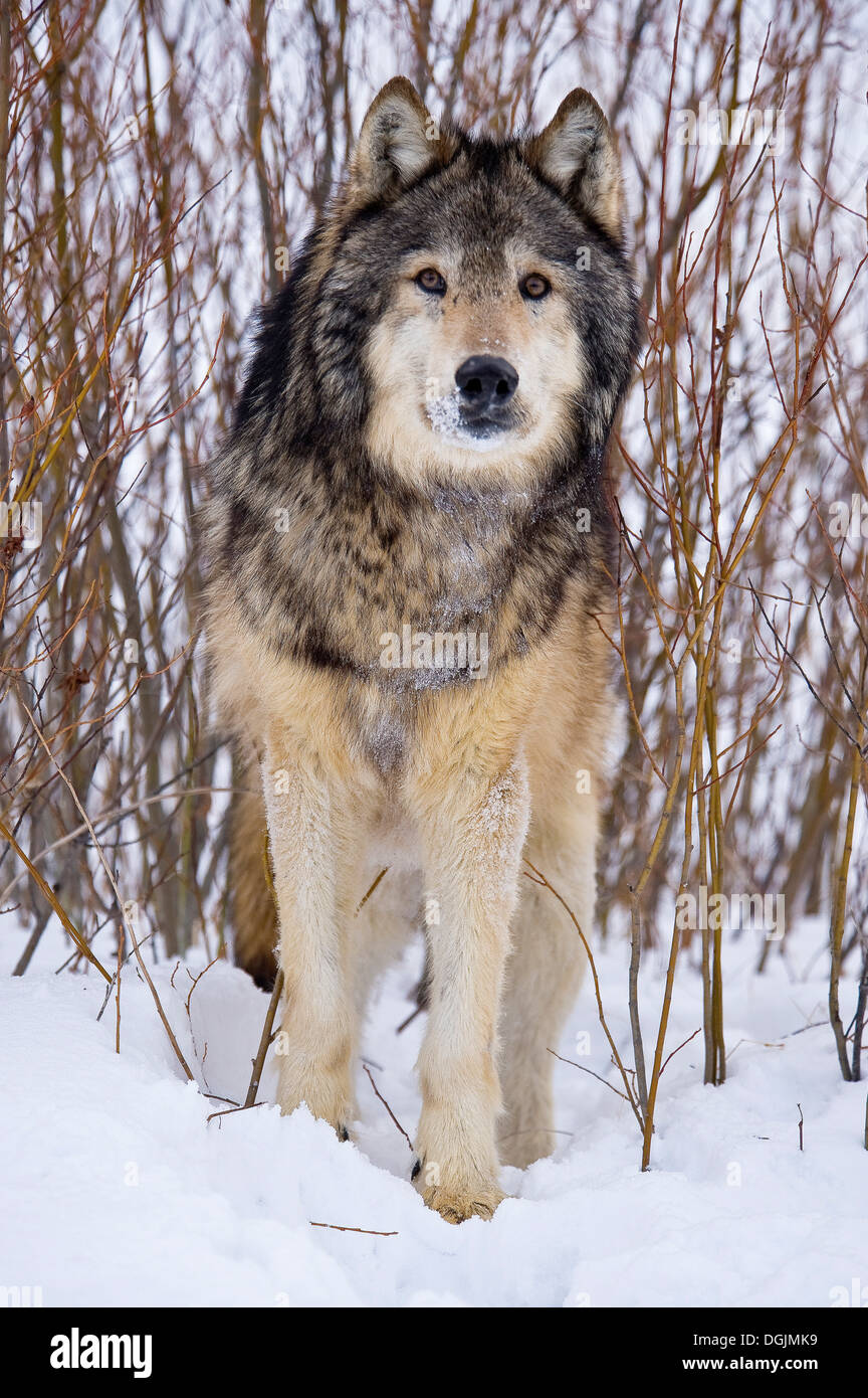 Male Gray Wolf stare (Canis lupus) Grey Wolf Portrait in fresh falling ...