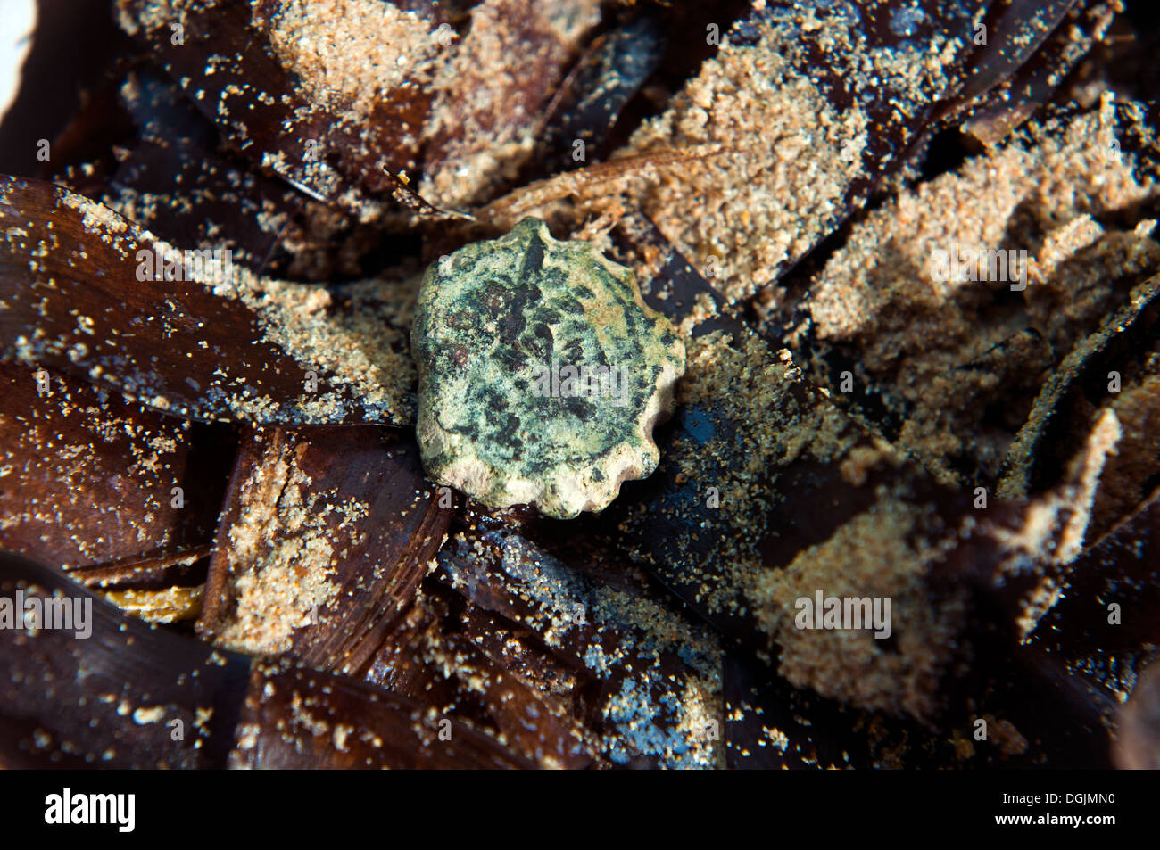 Ancient greek designs hi-res stock photography and images - Alamy