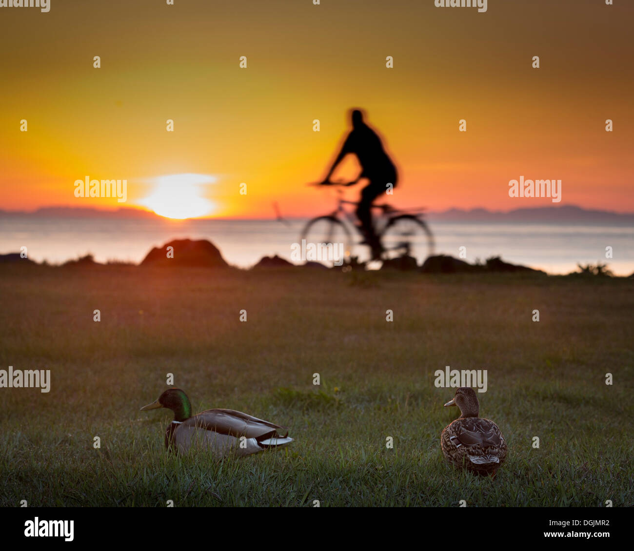Ducks and person riding a bicycle under the Midnight Sun, Seltjarnarnes ...