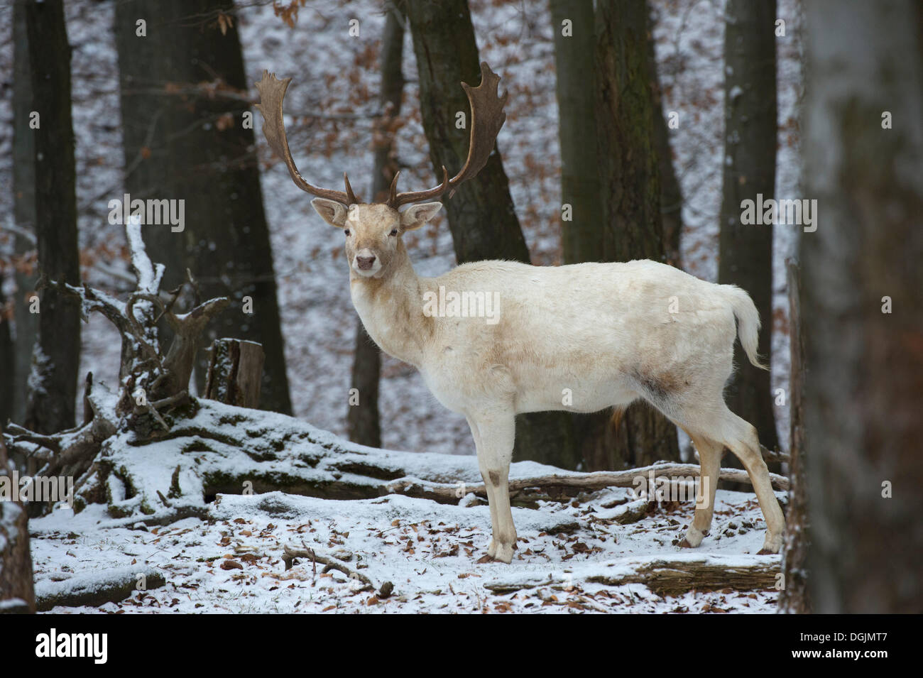 White Fallow Deer (Dama dama) in winter, Daun, Vulkan Eifel, Eifel ...