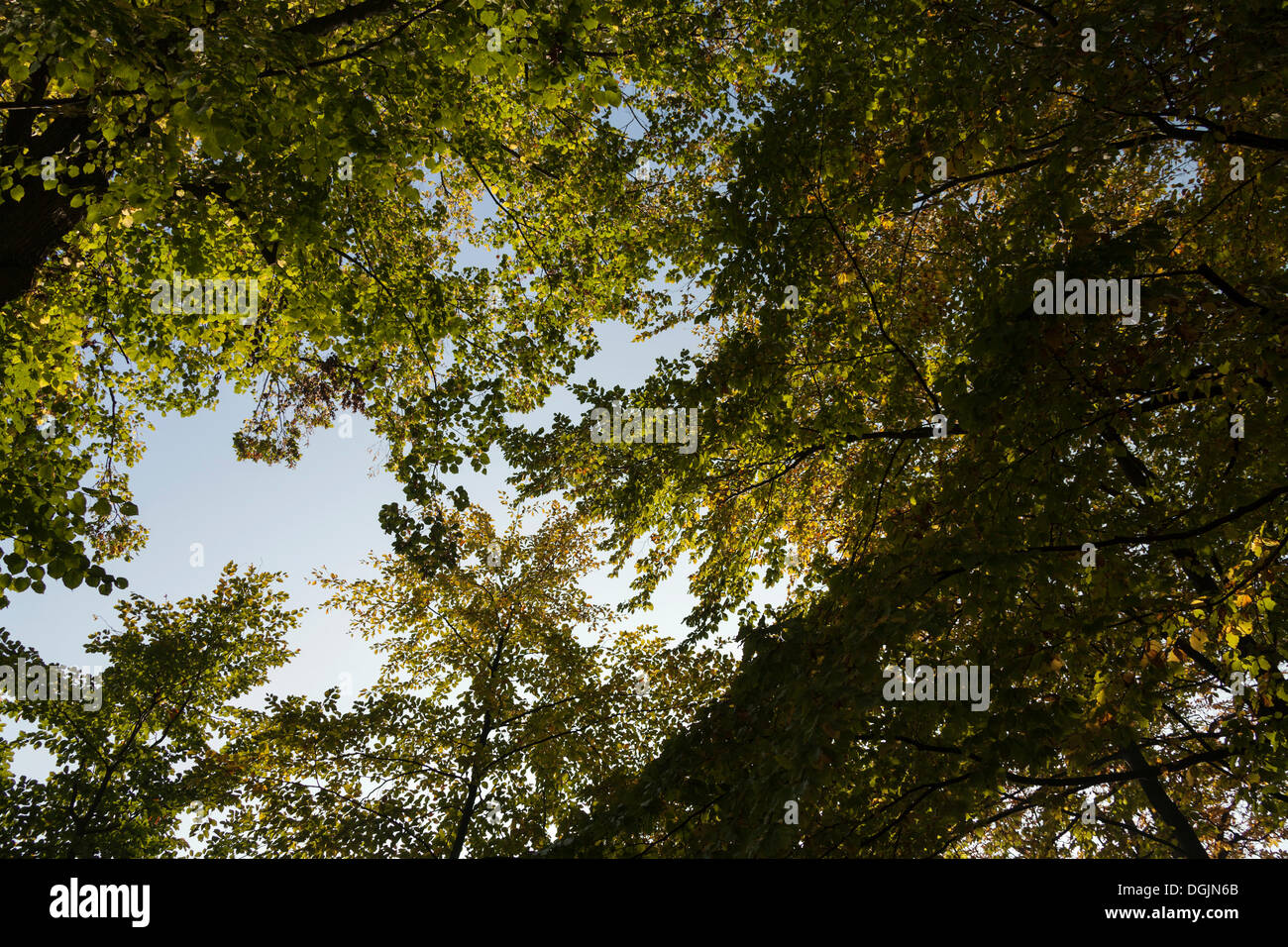 Worm eye view of single tree hi-res stock photography and images - Alamy