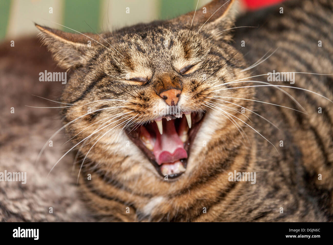 Tired tomcat hi-res stock photography and images - Alamy