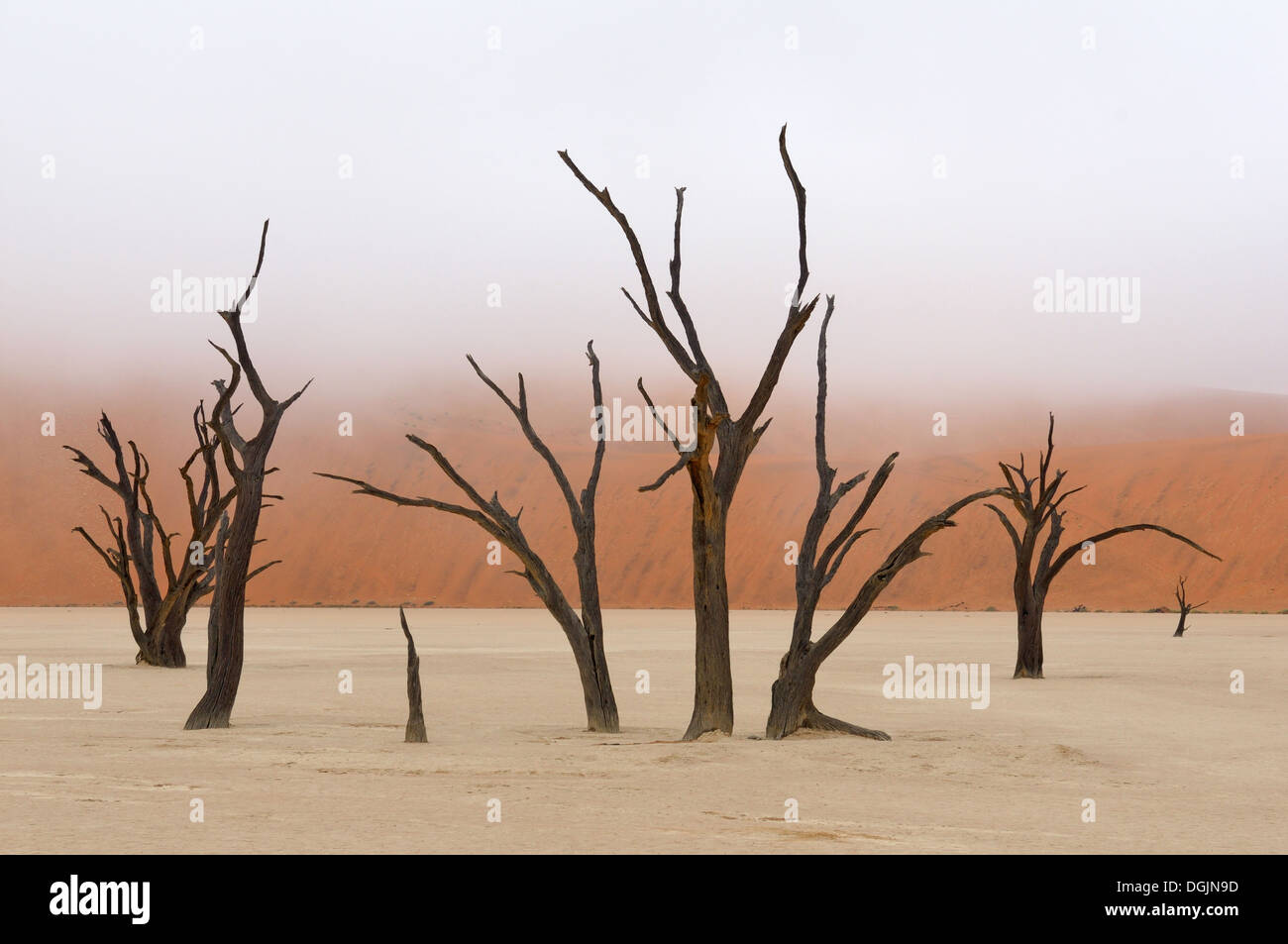 Tree skeleton at Deadvlei near Sossusvlei, Namibia Stock Photo - Alamy