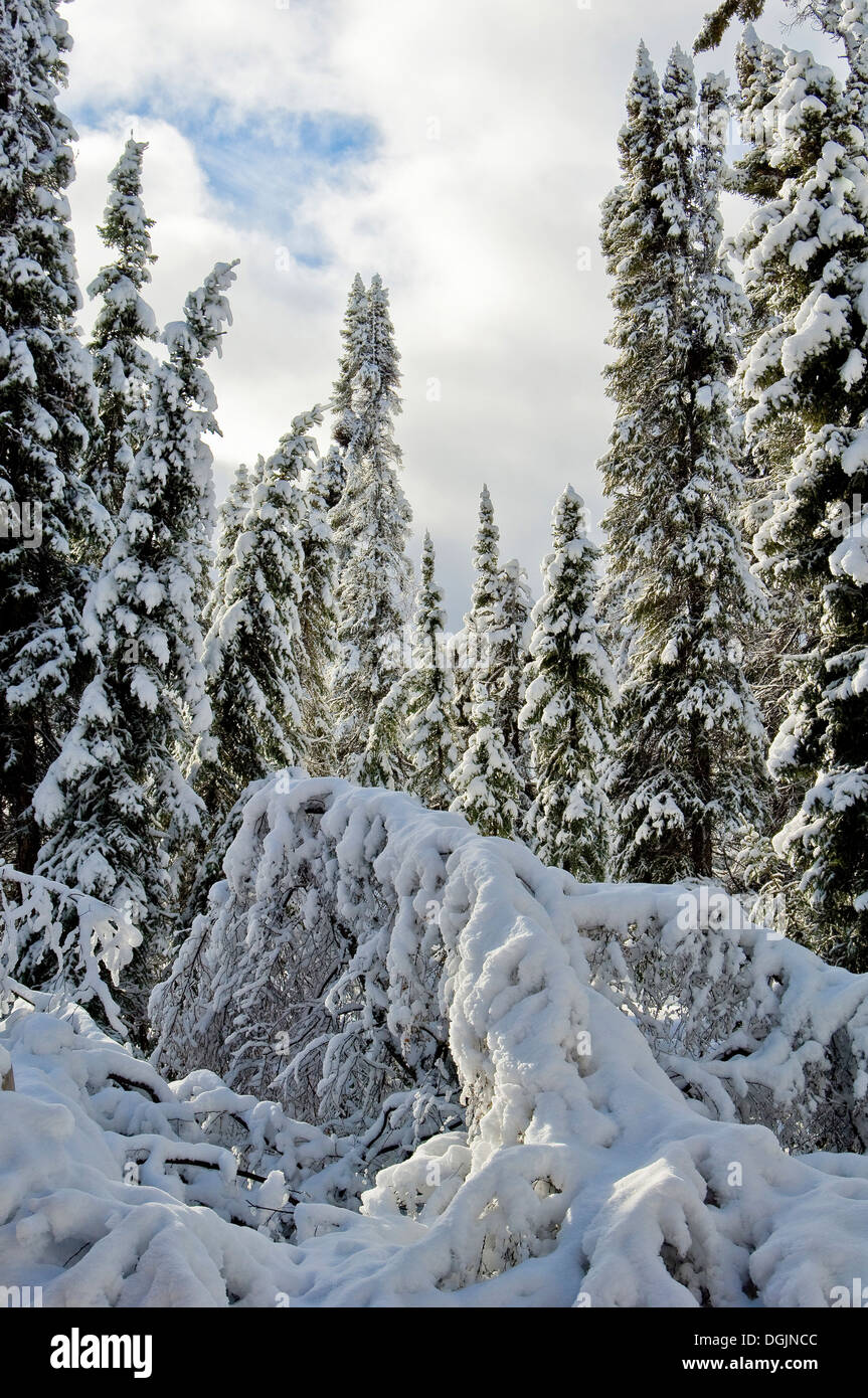 Fresh snow in boreal forest, Northern Manitoba, MB, Canada Stock Photo ...
