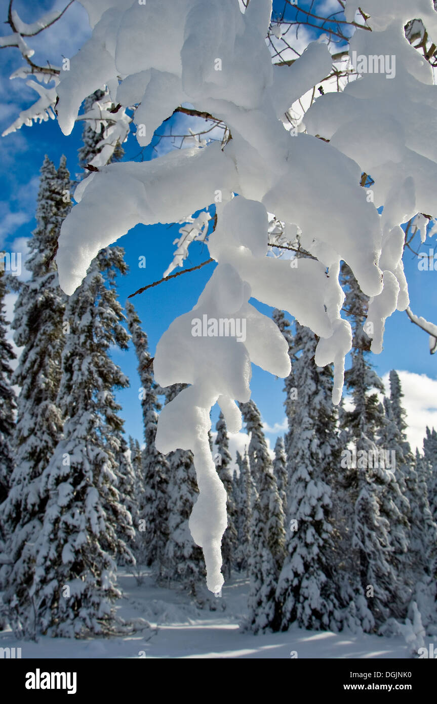 Fresh snow in boreal forest, Northern Manitoba, MB, Canada Stock Photo ...