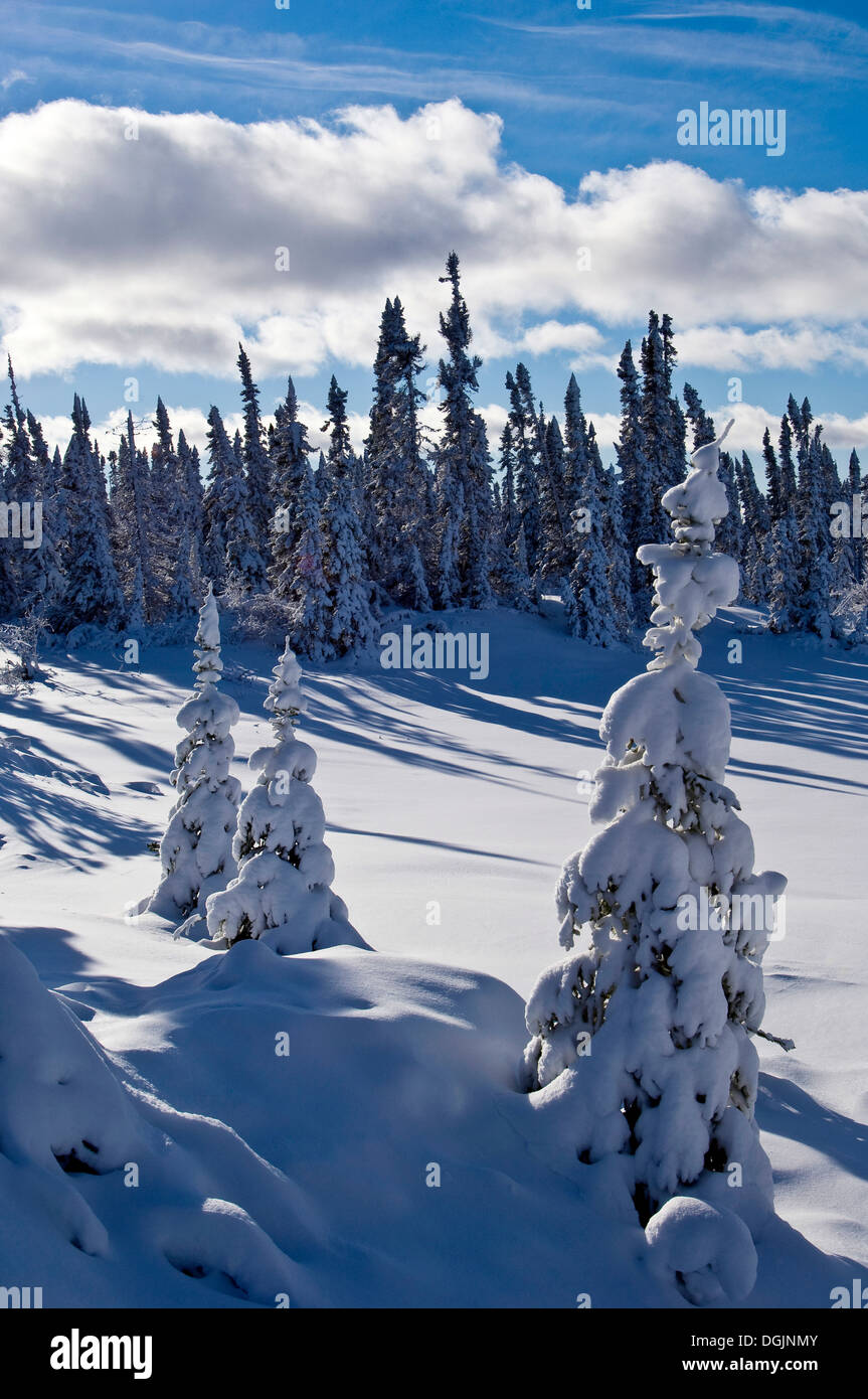 Fresh snow in boreal forest, Northern Manitoba, MB, Canada Stock Photo ...