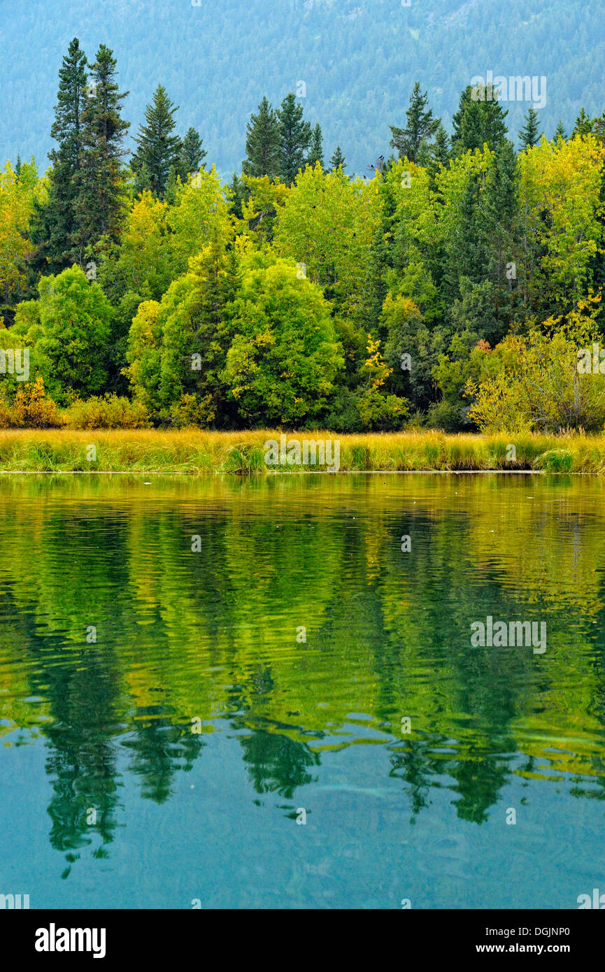 Forests with autumn foliage along the Chilko River Chilcotin wilderness ...