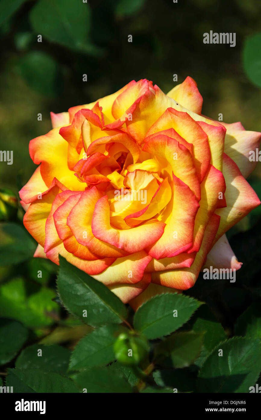 Rose (Rosa), flower, Grasse, Provence-Alpes-Côte d’Azur, Département ...