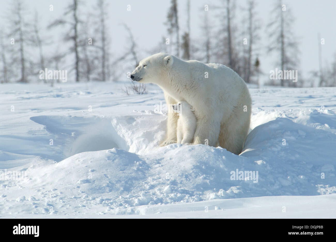 Mother Polar Bear (ursus maritimus) with cubs COY near snow den at ...
