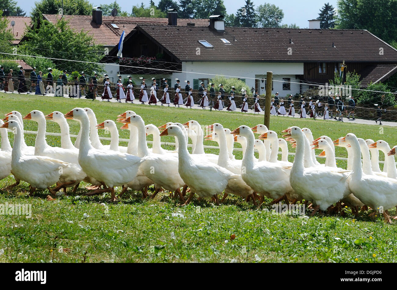 Flock of geese walking in single file in front of the parade to the ...