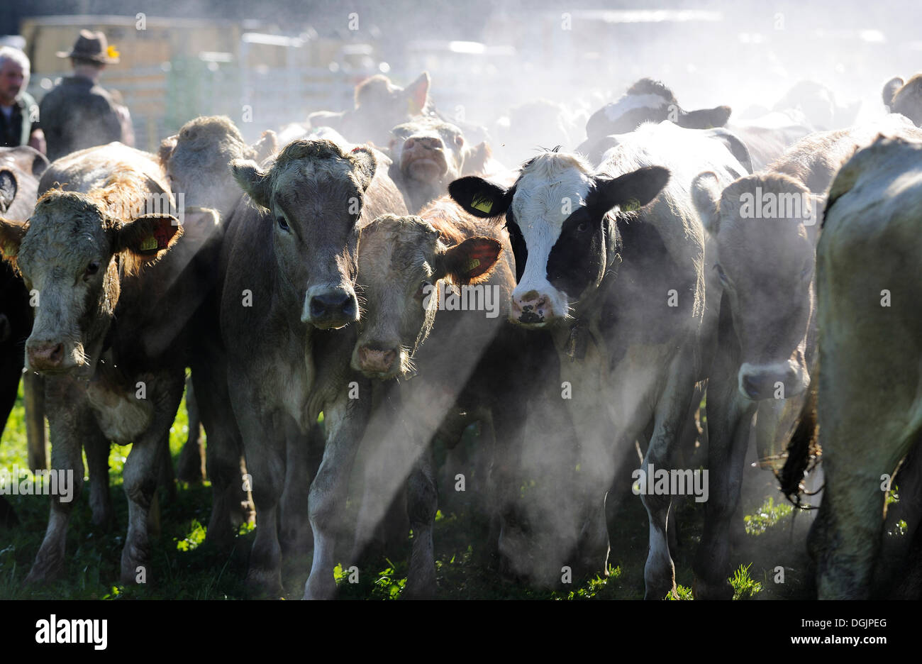 Sweating cow herd, backlit, Almabtrieb, cattle drive, Viehscheid ...