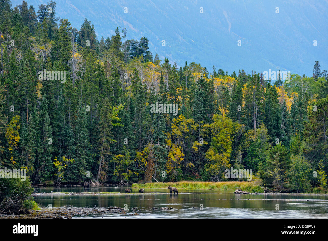 Chilko River in early autumn with foraging grizzly bears Chilcotin ...