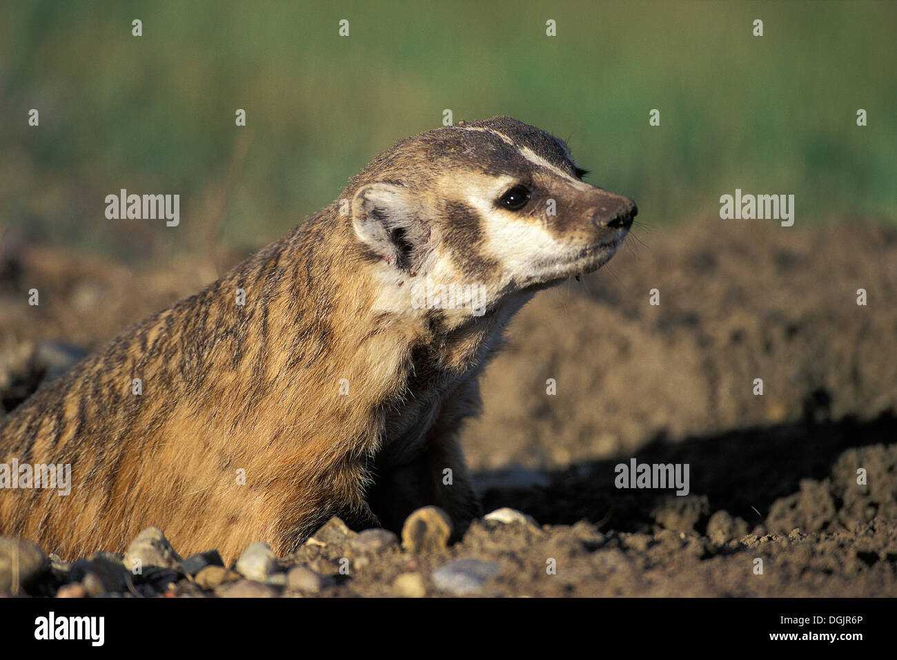 American badger digging hi-res stock photography and images - Alamy