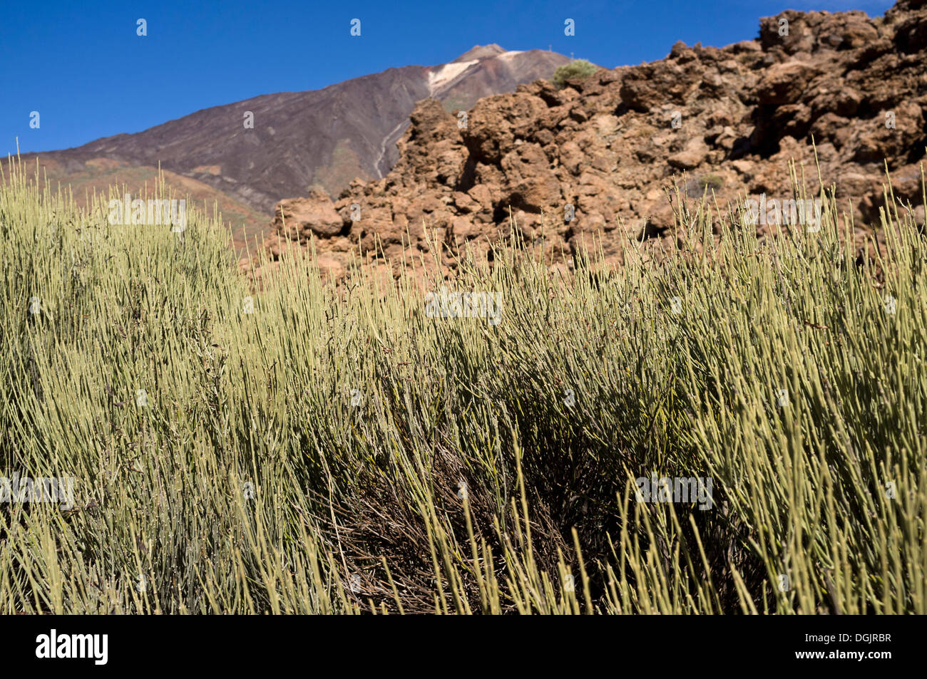 Spartocytisus supranubius hi-res stock photography and images - Alamy