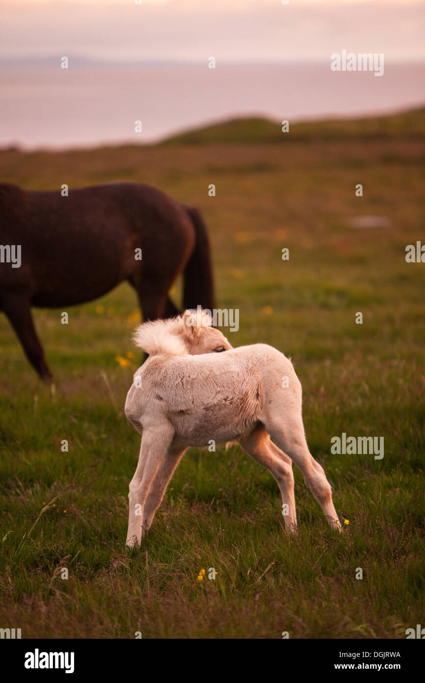 Skagafjordur iceland hi-res stock photography and images - Alamy
