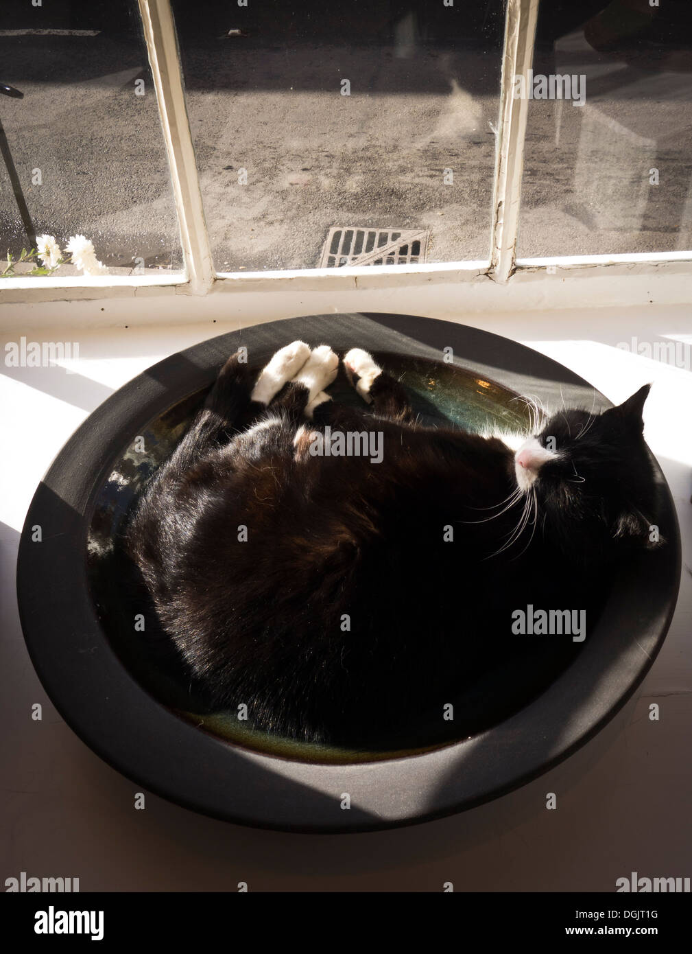 sleeping cat in window Stock Photo - Alamy