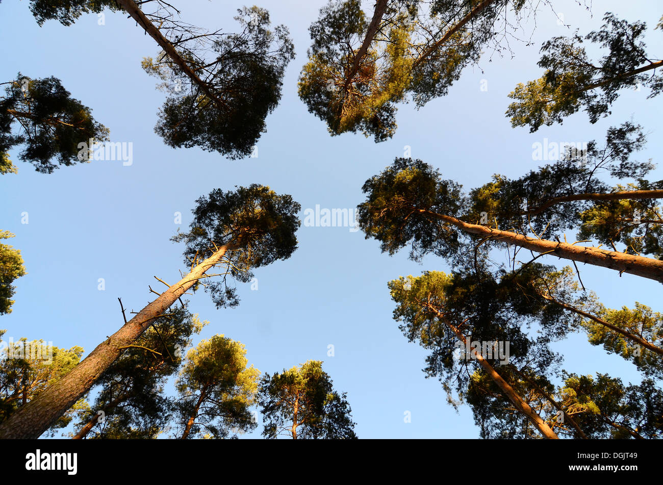 Tall Pine tree's in a English Forest Stock Photo - Alamy