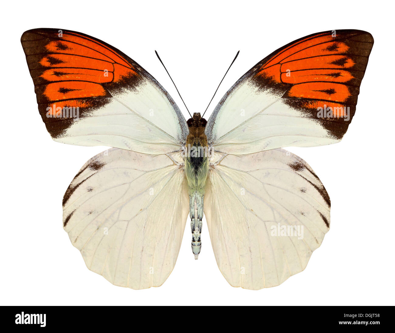 beautiful butterfly isolated on a white background Stock Photo - Alamy