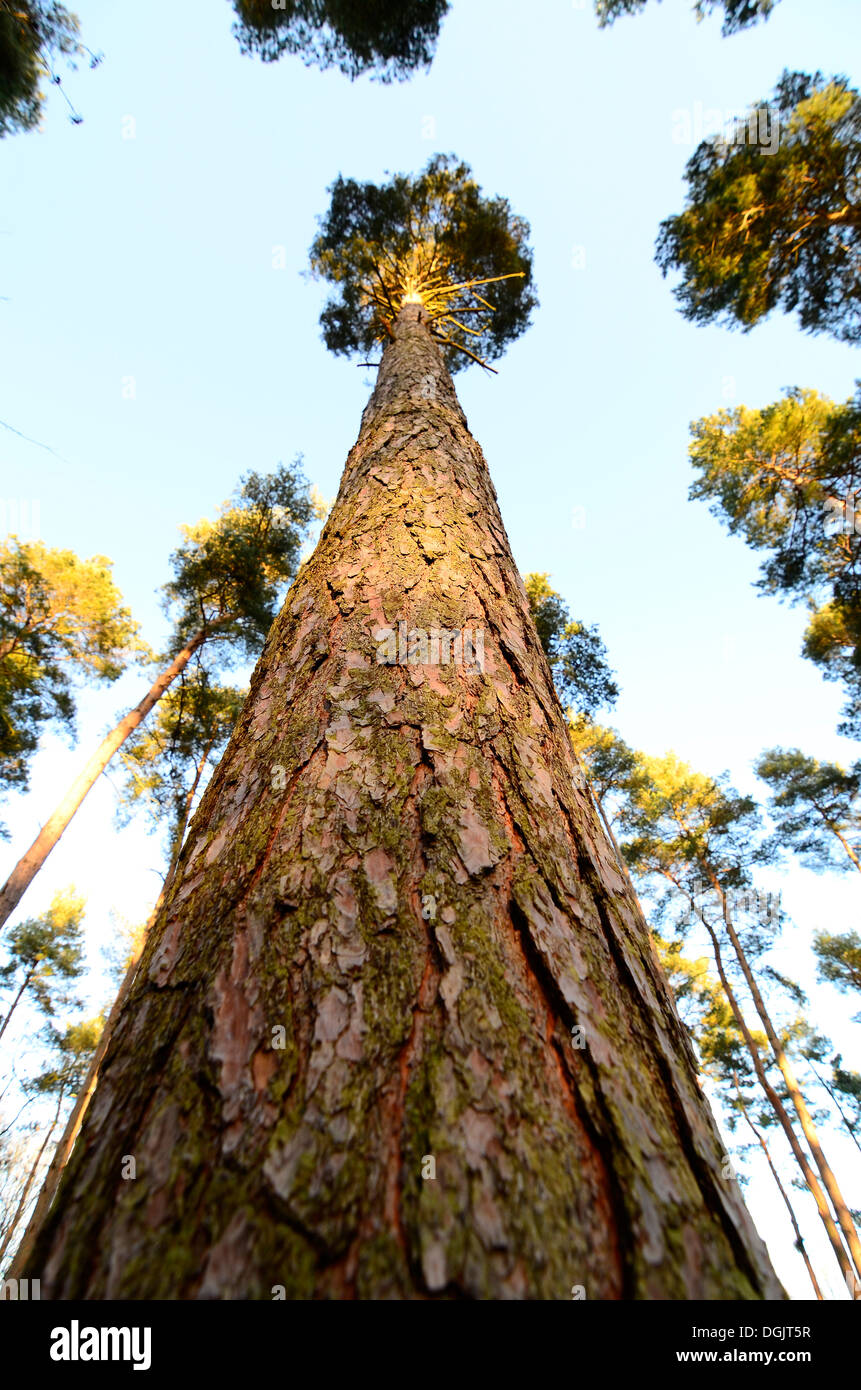 Pine forest tall slender hi-res stock photography and images - Alamy