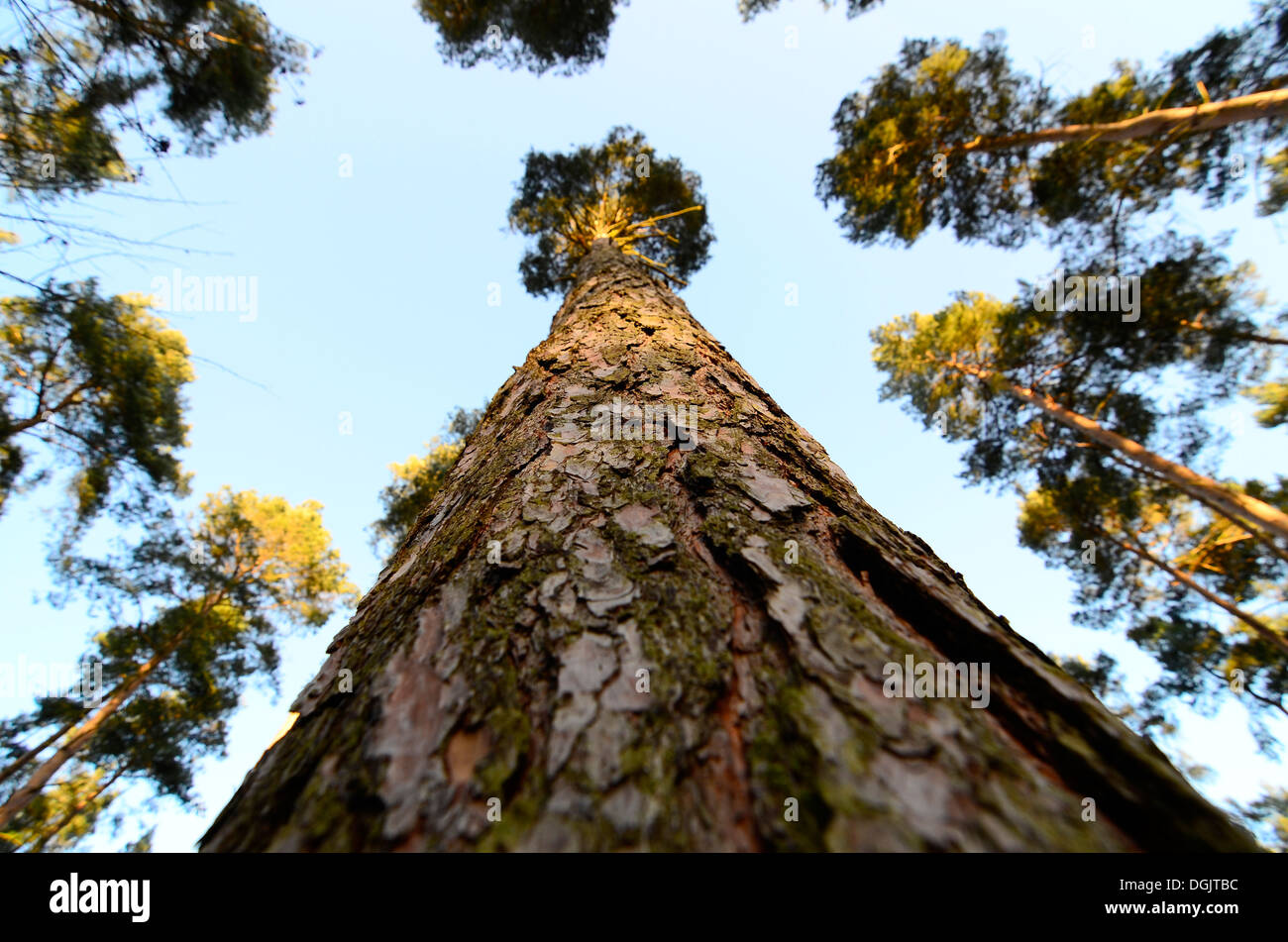 Tall and slender trees hi-res stock photography and images - Alamy