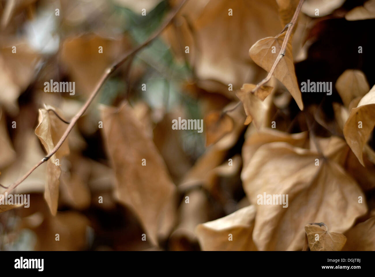Autumn leaves in Ibiza, Spain Stock Photo - Alamy