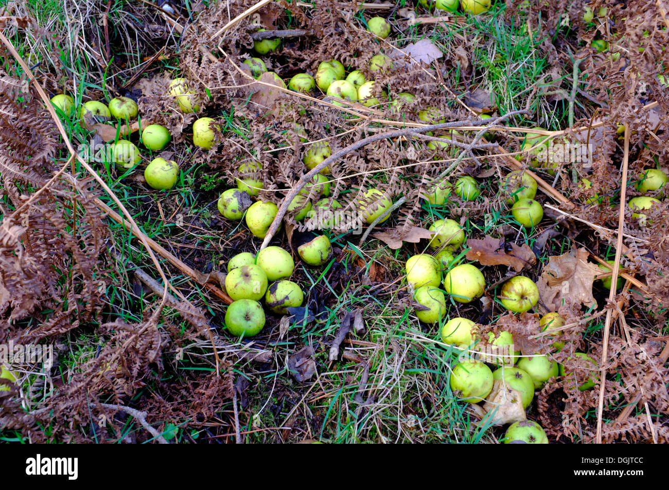 Fallen apples on a forest floor Stock Photo - Alamy