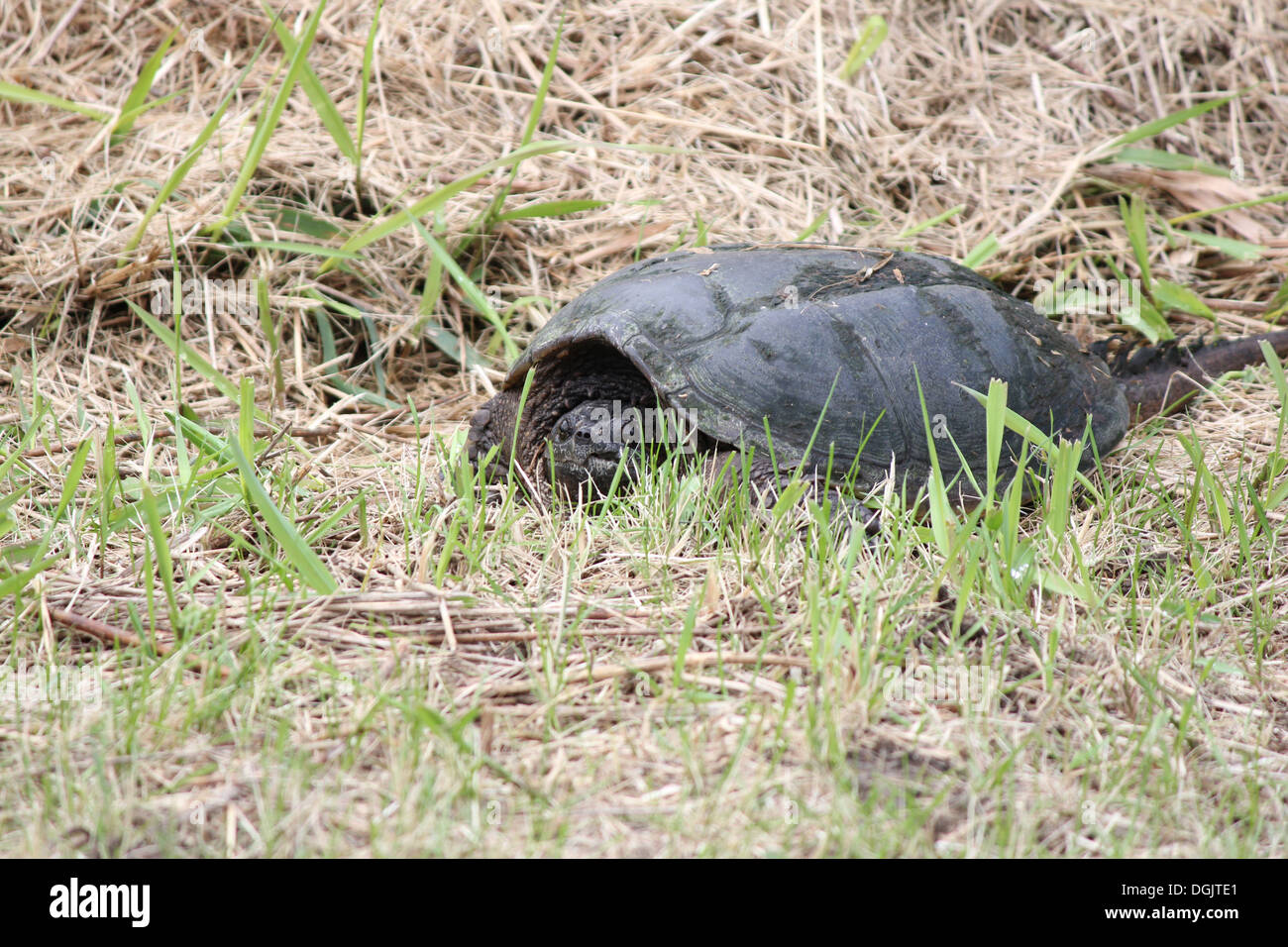 Snapping turtle canada hi-res stock photography and images - Alamy