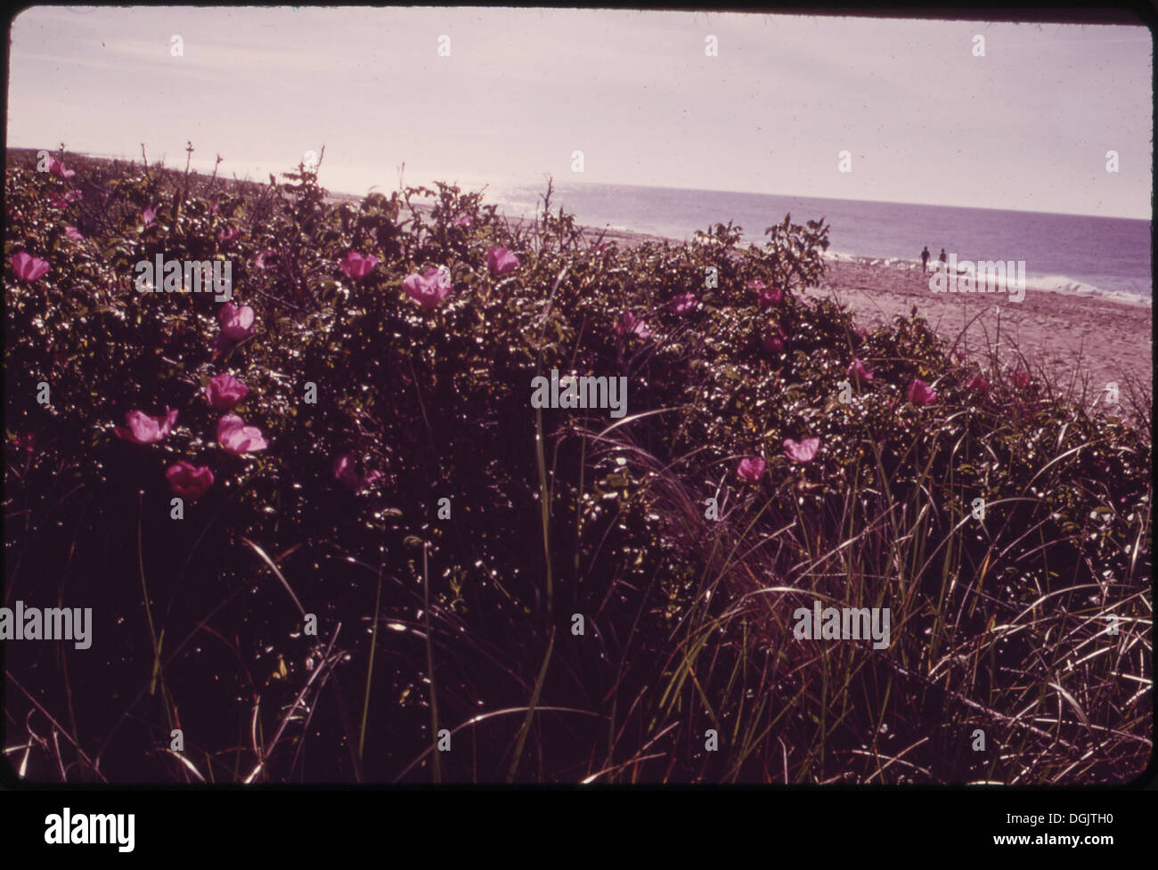 Wild roses and beach grass are seen growing on a dune, highlighting the ...