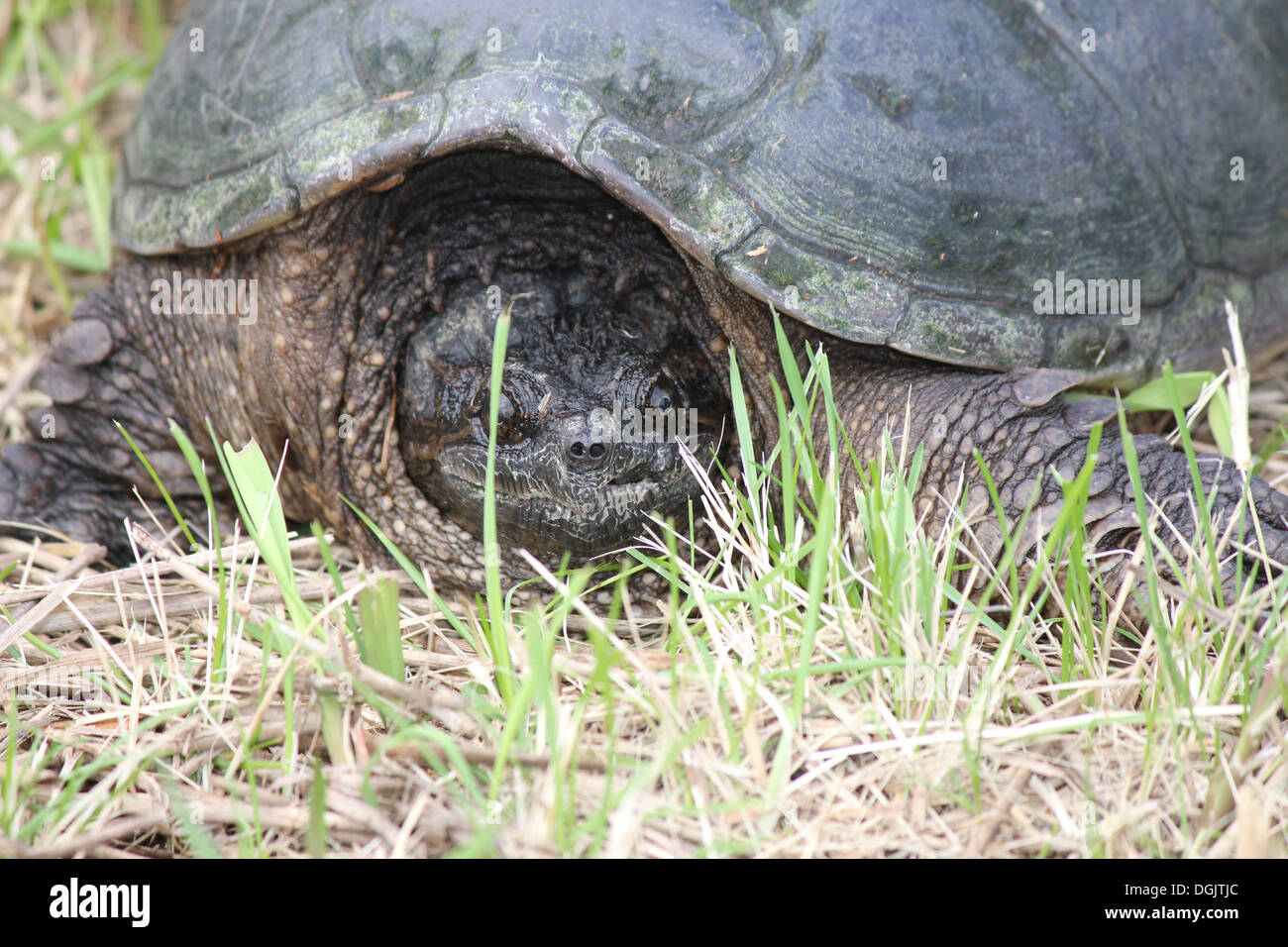Largest freshwater turtle in canada hi-res stock photography and images ...